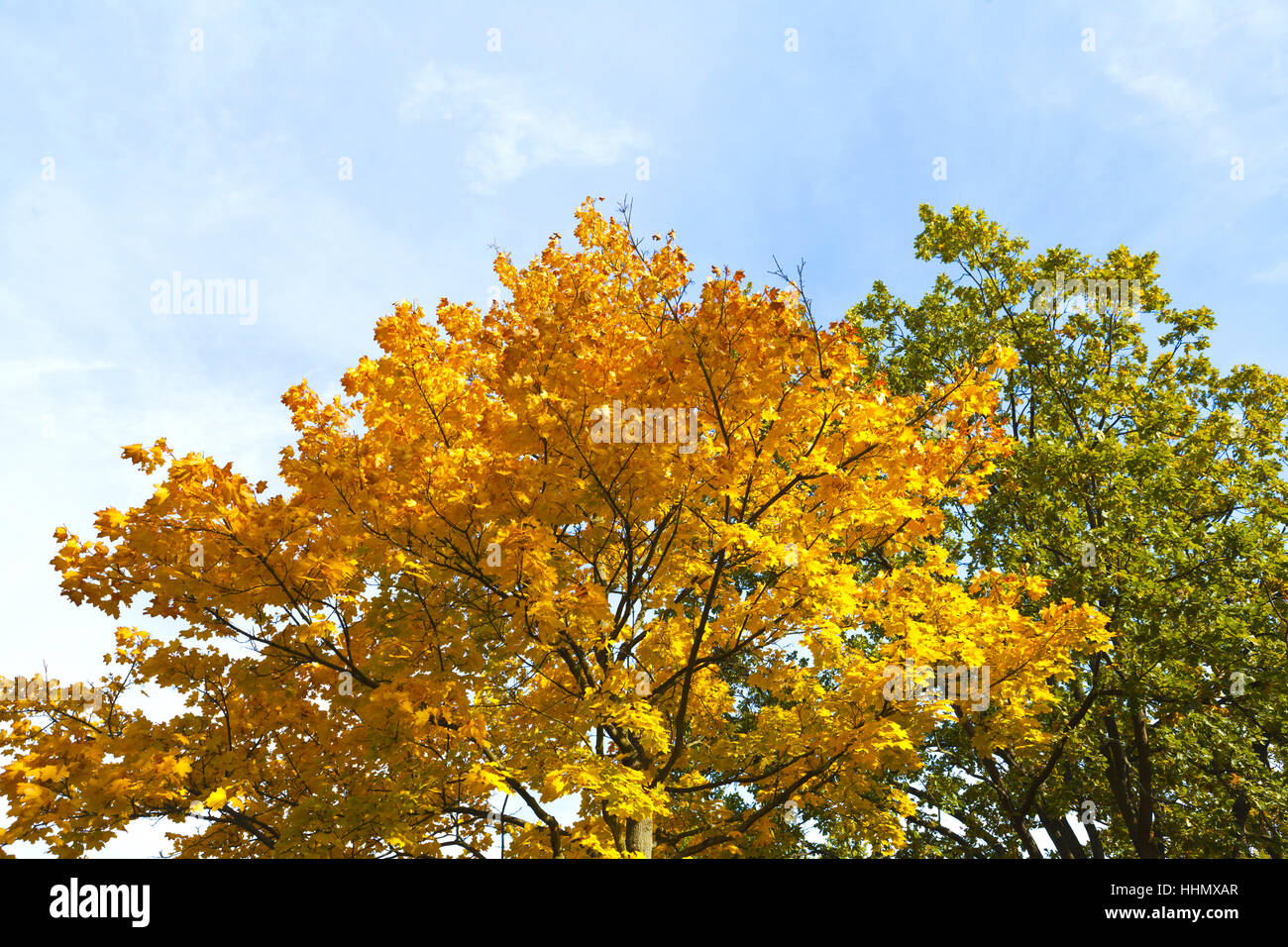 tree, branch, october, colour, season, colors, colours, leaves, foliage ...