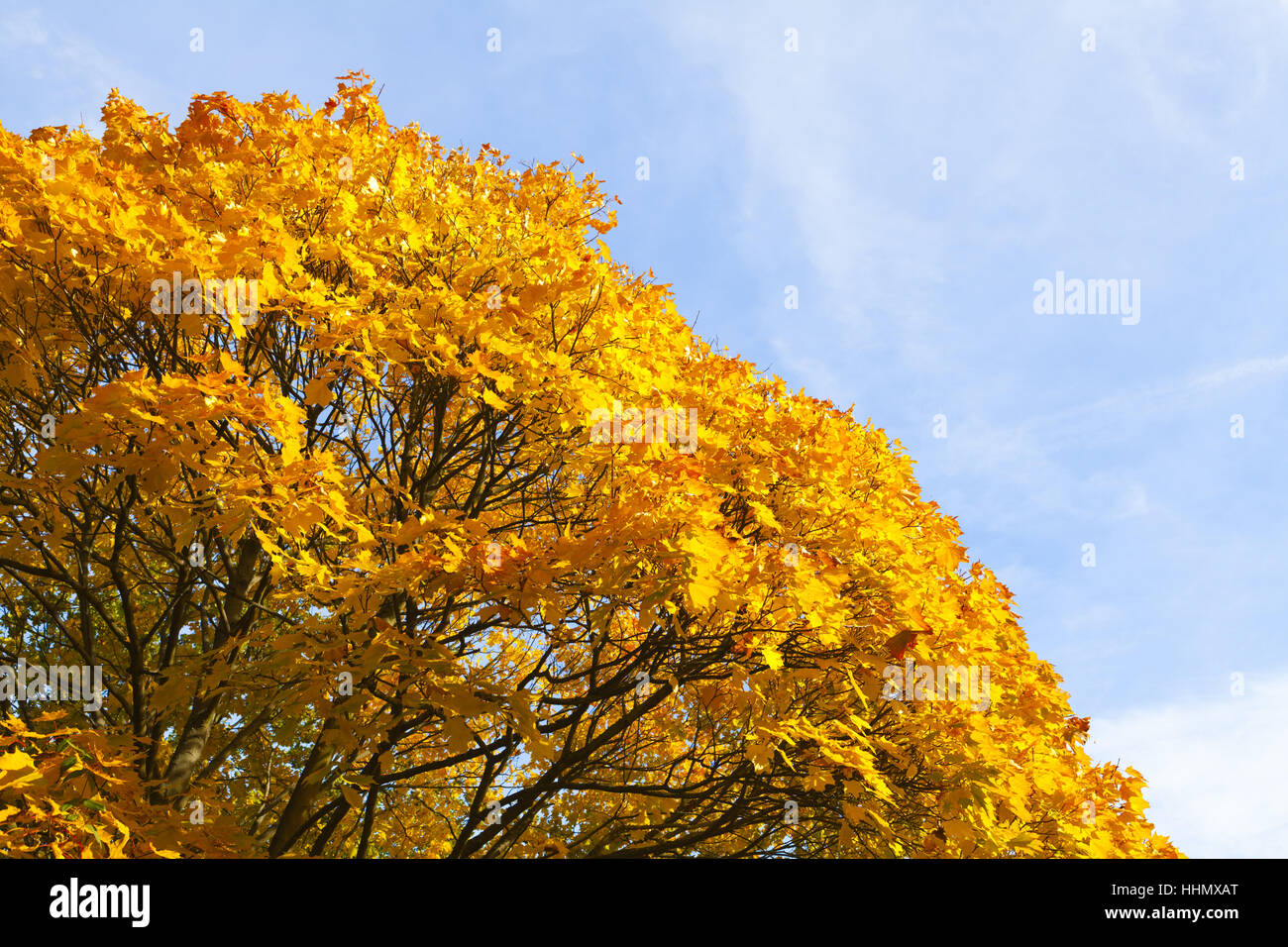 tree, branch, october, colour, season, colors, colours, leaves, foliage ...