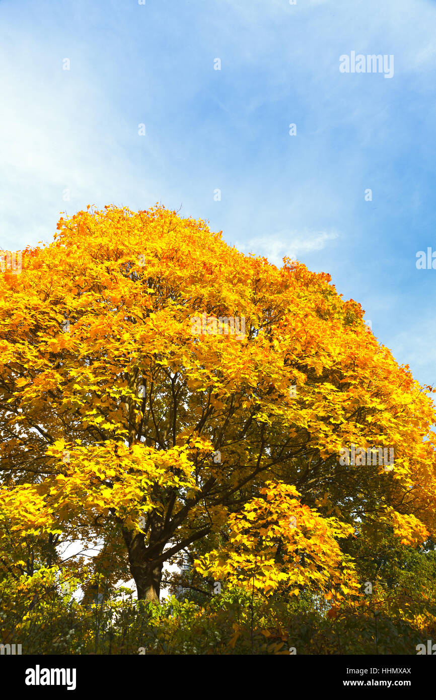 tree, branch, october, colour, season, colors, colours, leaves, foliage ...