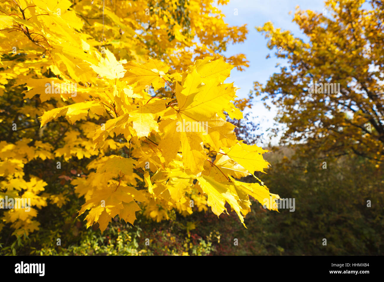 tree, branch, october, colour, season, colors, colours, leaves, foliage ...
