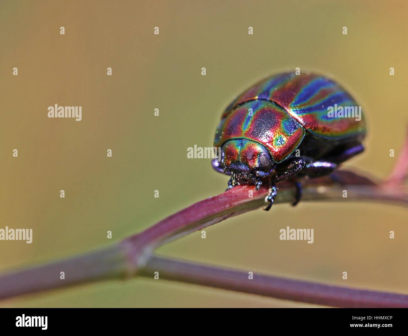 coloured, colourful, gorgeous, multifarious, richly coloured, beetle ...