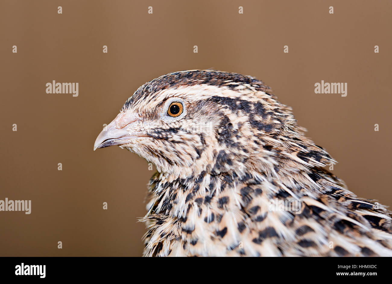 Young quail head is photographed from left hi-res stock photography and ...