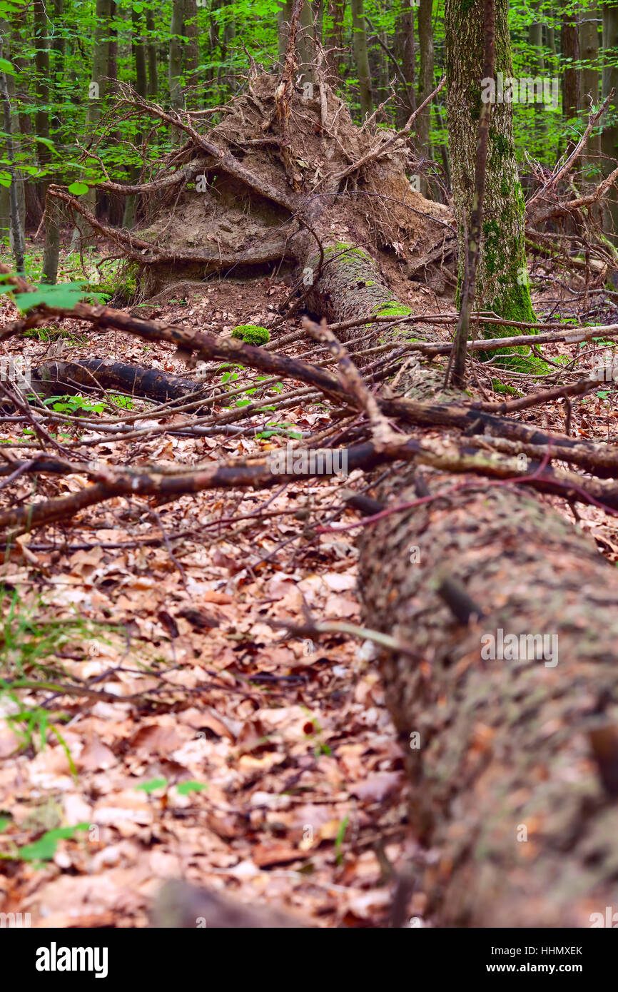 leaf, tree, ground, soil, earth, humus, deciduous tree, summer ...