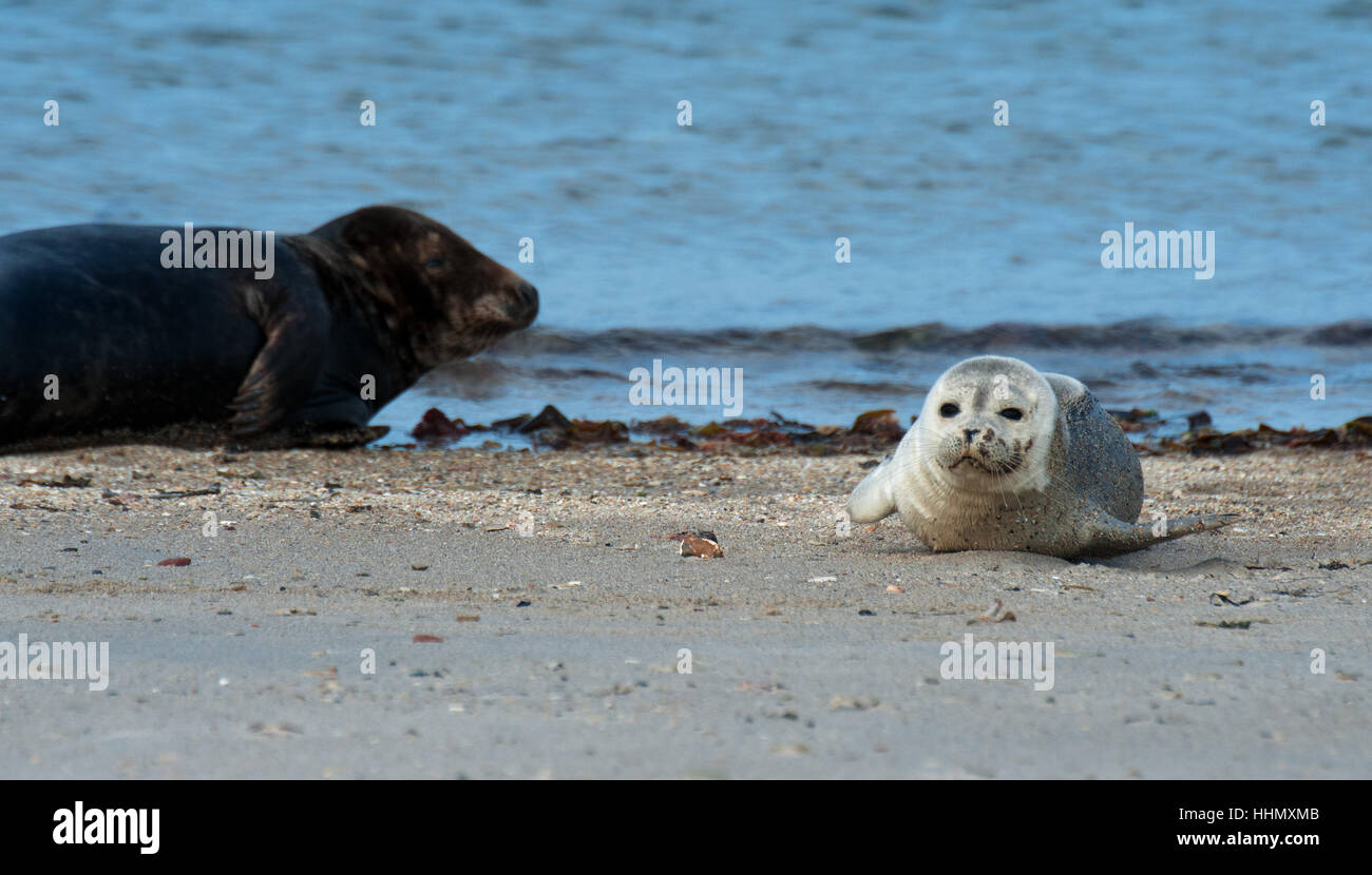 animals, mammals, crawl, seals, salt water, sea, ocean, water, nature ...