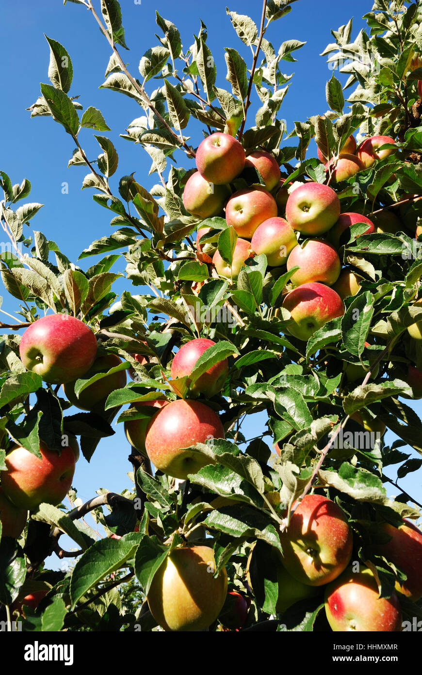 leaf, agricultural, tree, garden, agriculture, farming, ripe, apple ...