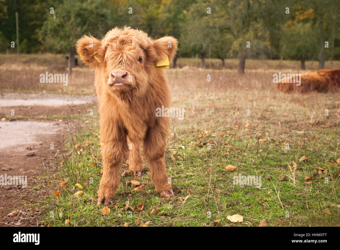 agriculture, farming, cub, baby, cattle, animal husbandry, young ...