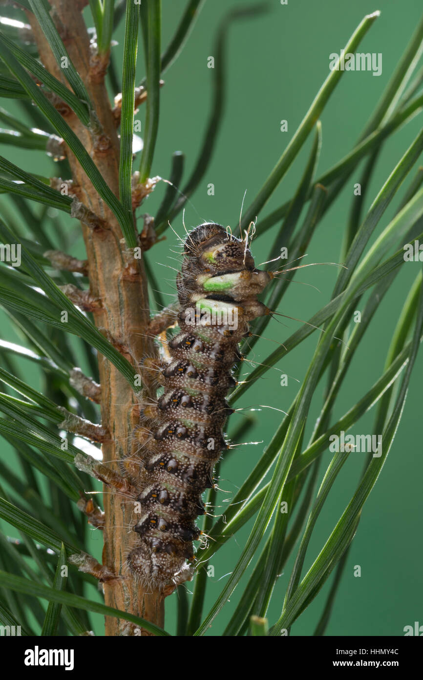 Spanish Moon Moth Caterpillar