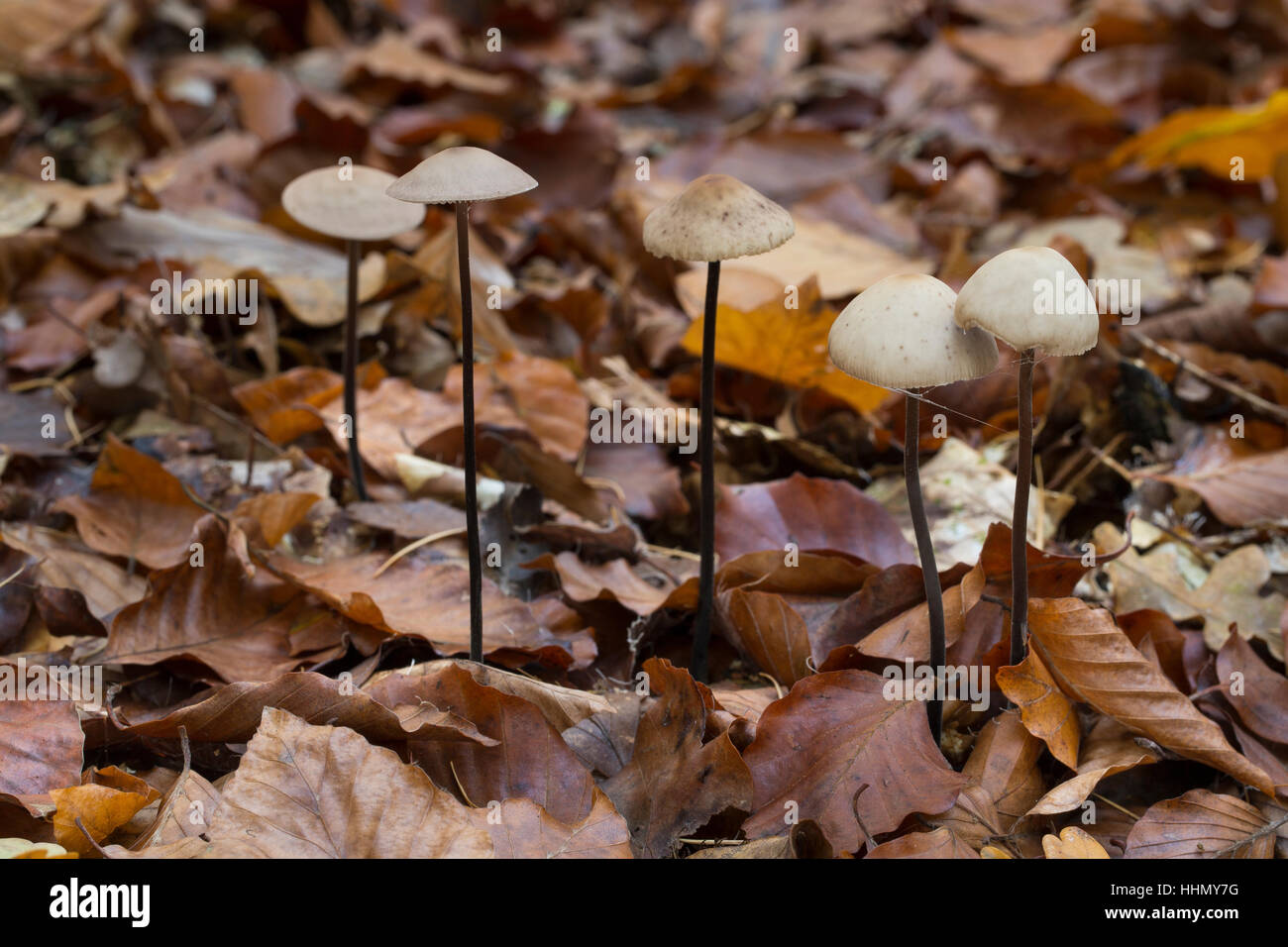 Langstieliger Knoblauchschwindling, Saitenstieliger ...