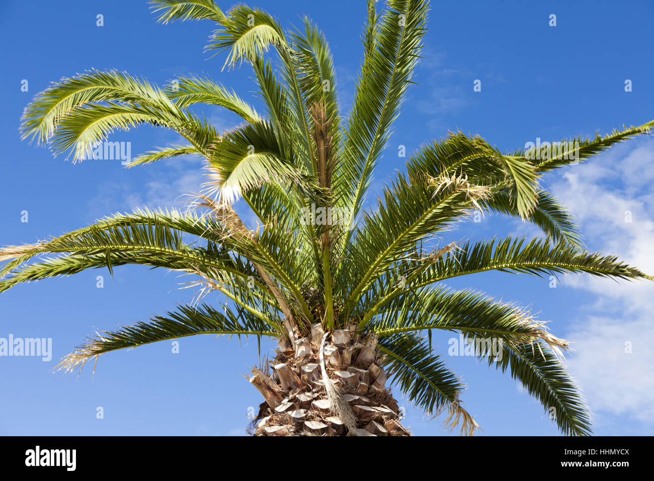 palme as closeup - close-up of a palm tree Stock Photo - Alamy