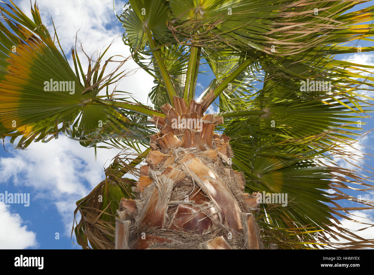 blue, green, palm tree, structure, page, sheet, firmament, sky, nature ...