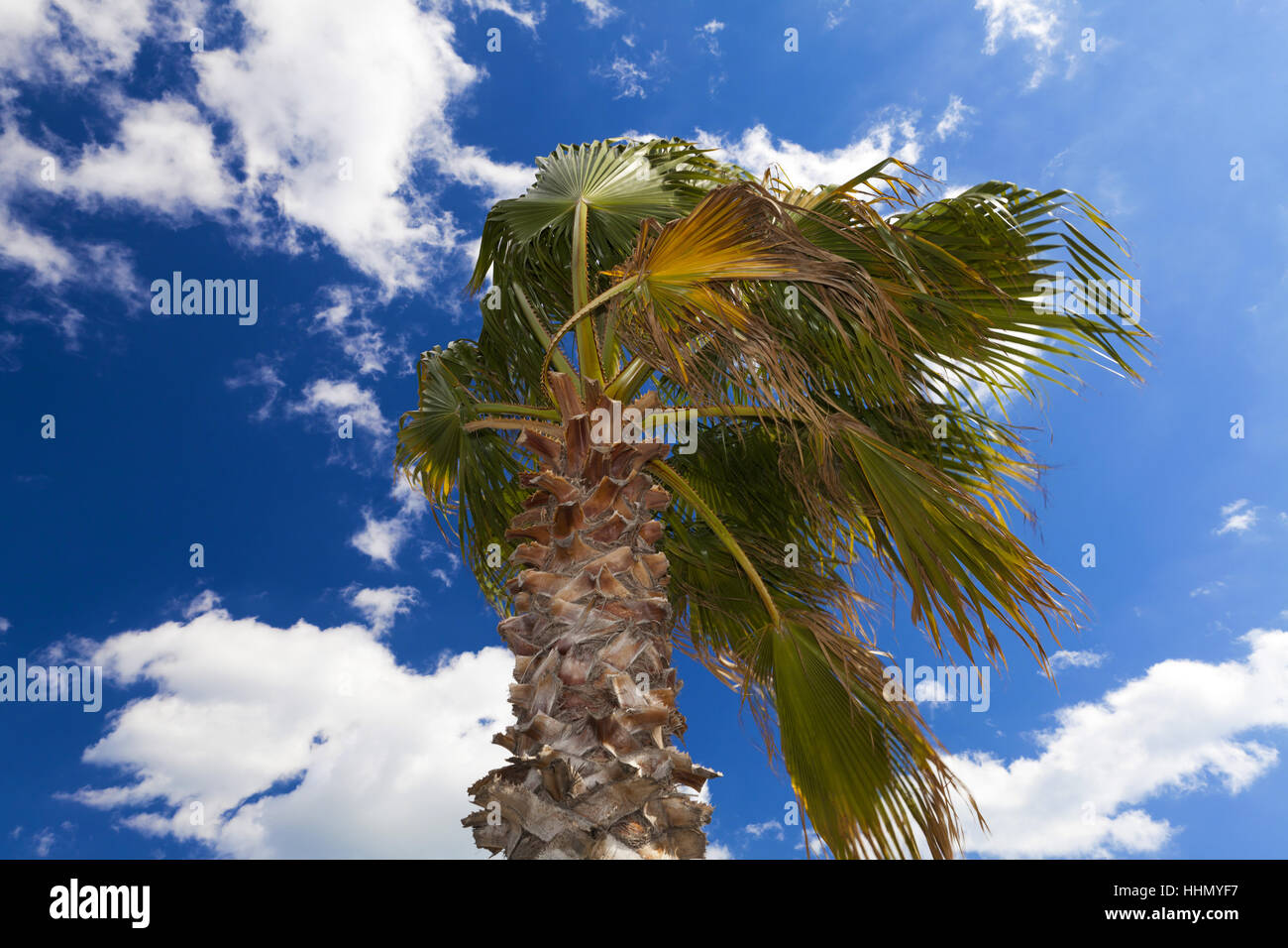 blue, green, palm tree, structure, page, sheet, firmament, sky, nature ...