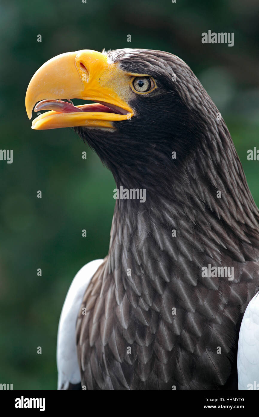 bird, hunter, birds, birds of prey, raptor, feathering, eagle, macro ...