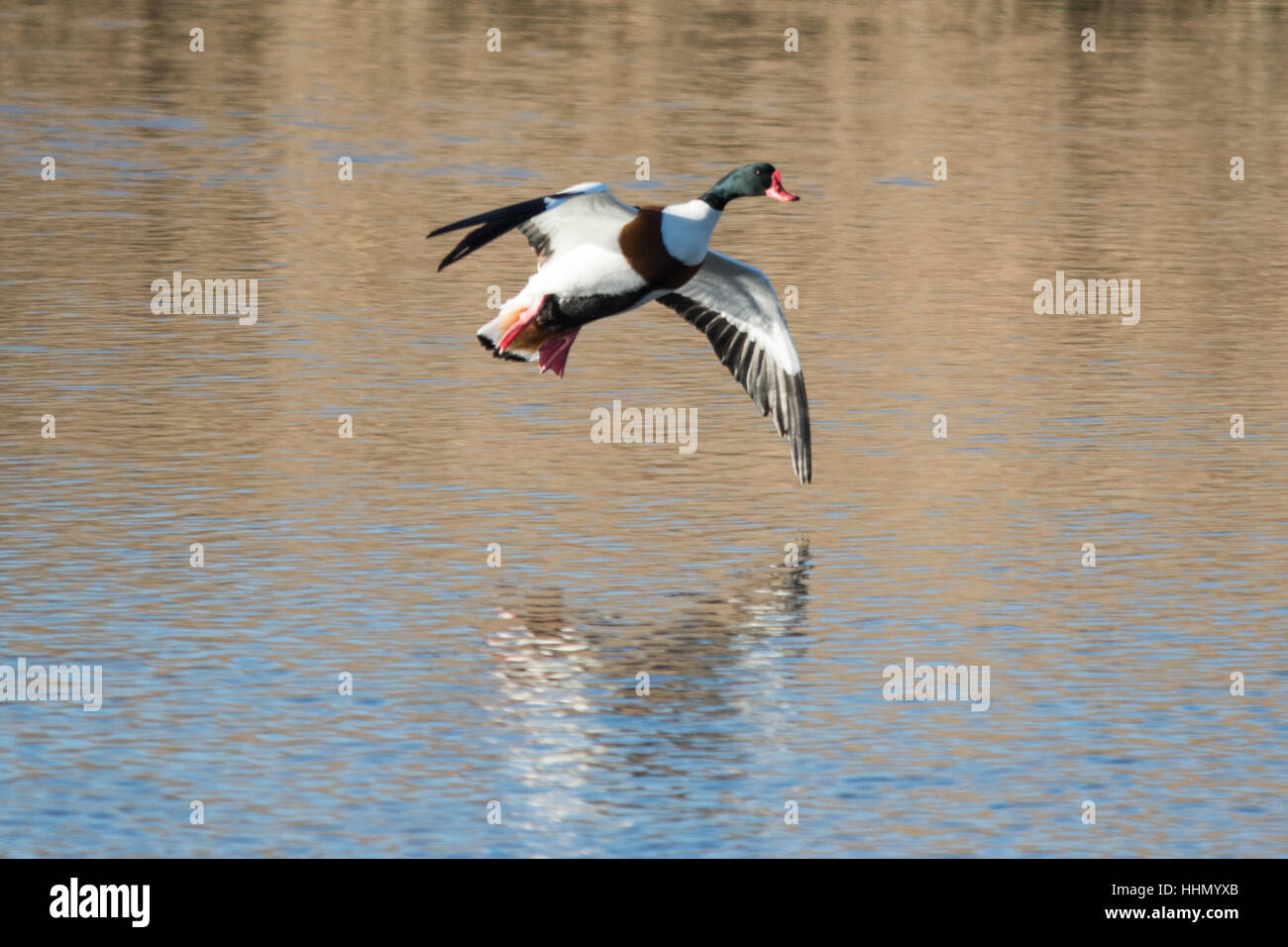 Ducks flying uk water hi-res stock photography and images - Alamy