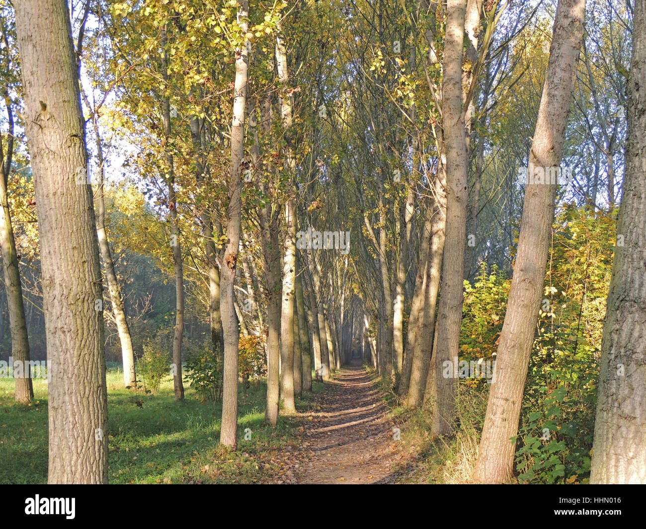leaf, tree, trees, bloom, blossom, flourish, flourishing, trunk, meadow ...