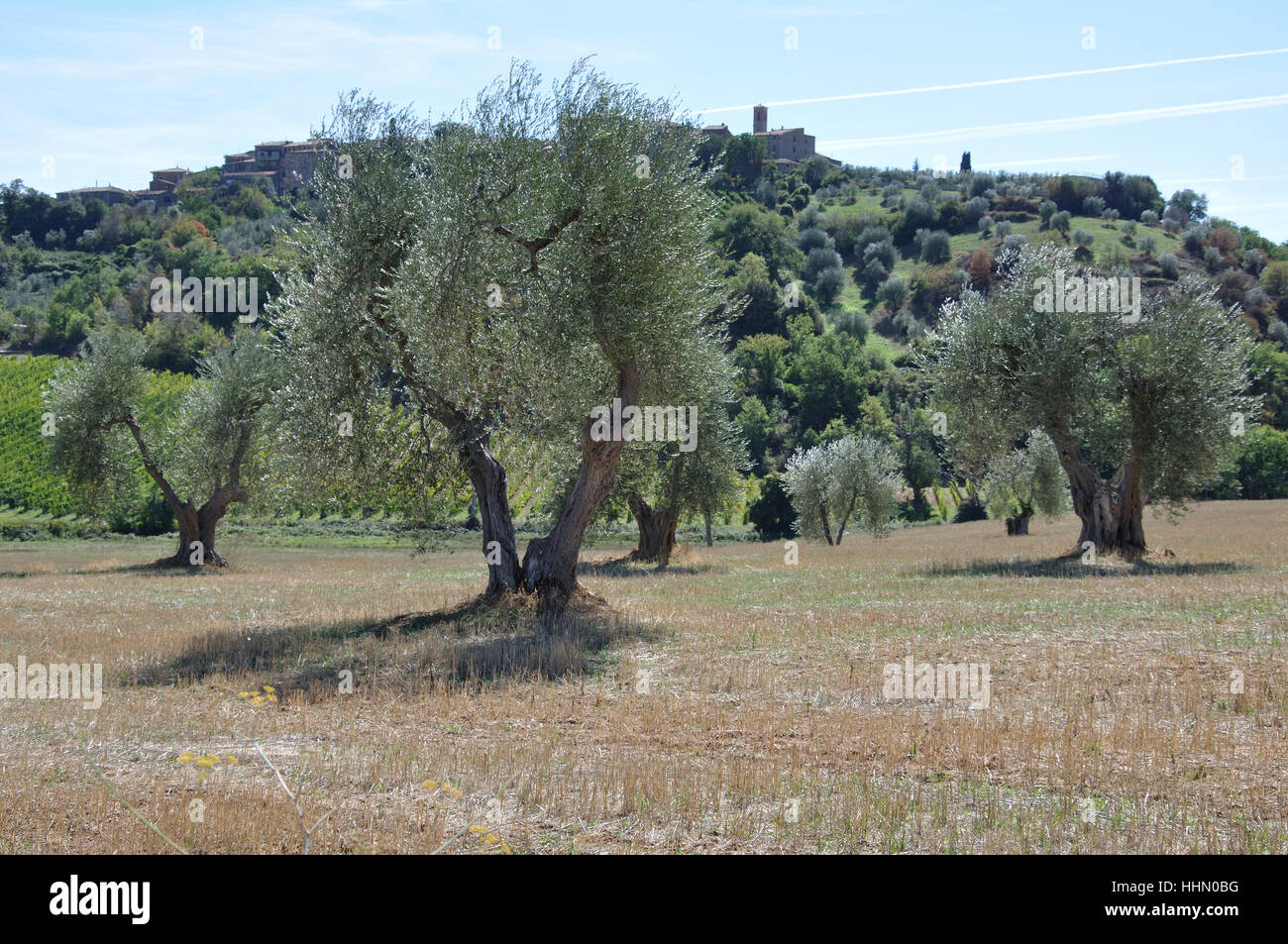 tuscany, sienna, italy, tree, agriculture, farming, field, summer ...