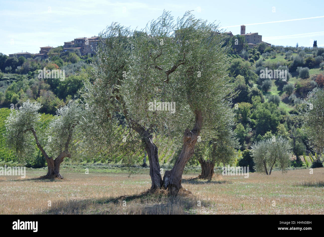 tuscany, sienna, italy, tree, agriculture, farming, field, summer ...
