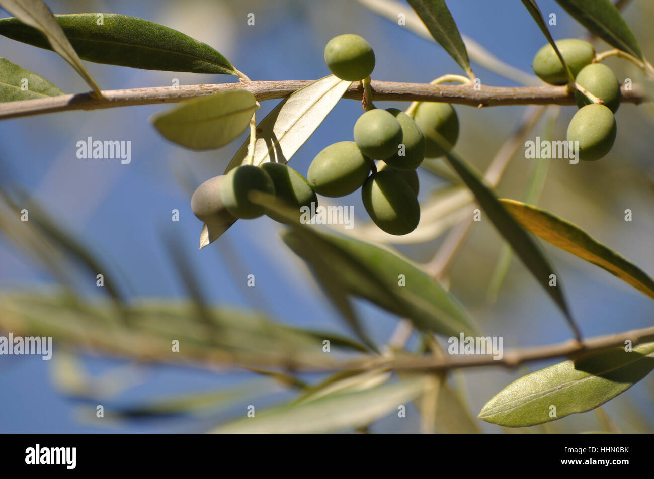 tuscany, sienna, italy, tree, agriculture, farming, field, summer ...