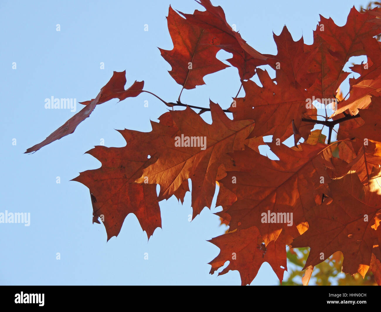 leaf, tree, trunk, autumn foliage, leaves, foliage, nature, fall ...