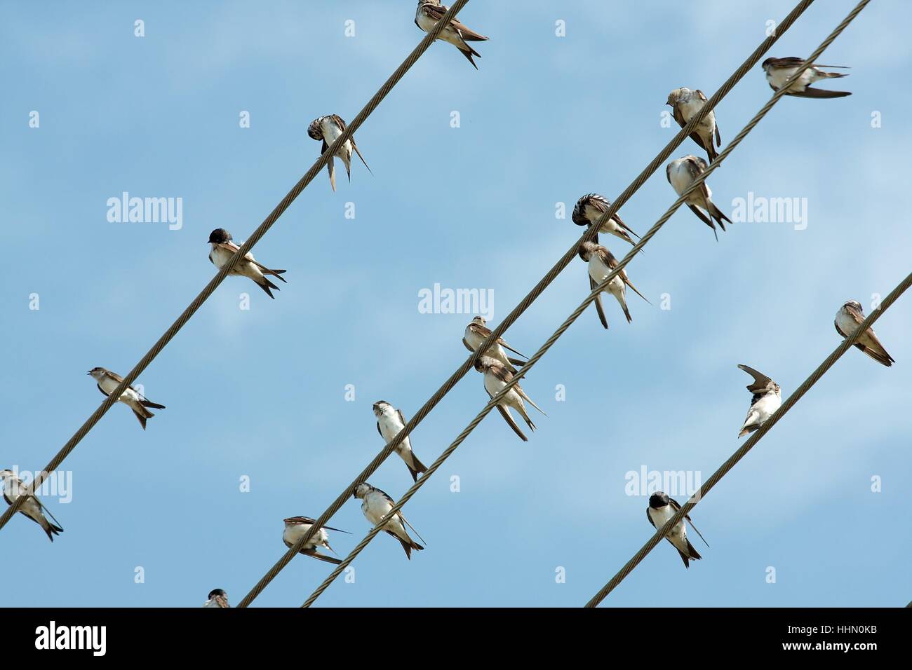 Many birds sitting on the electric cables Stock Photo - Alamy