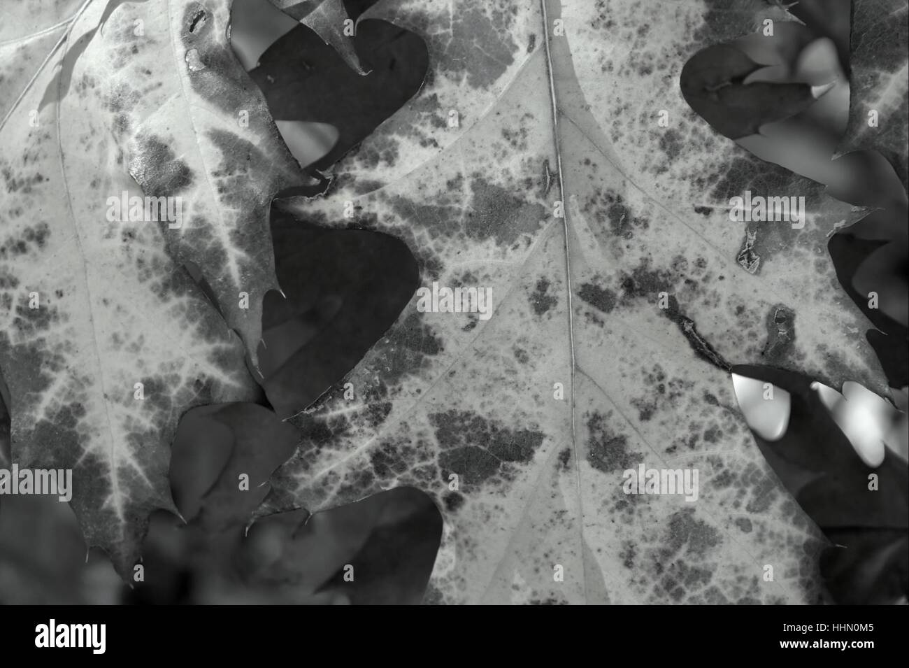 leaf, tree, wood, leaves, woods, foliage, plant, nature, close ...