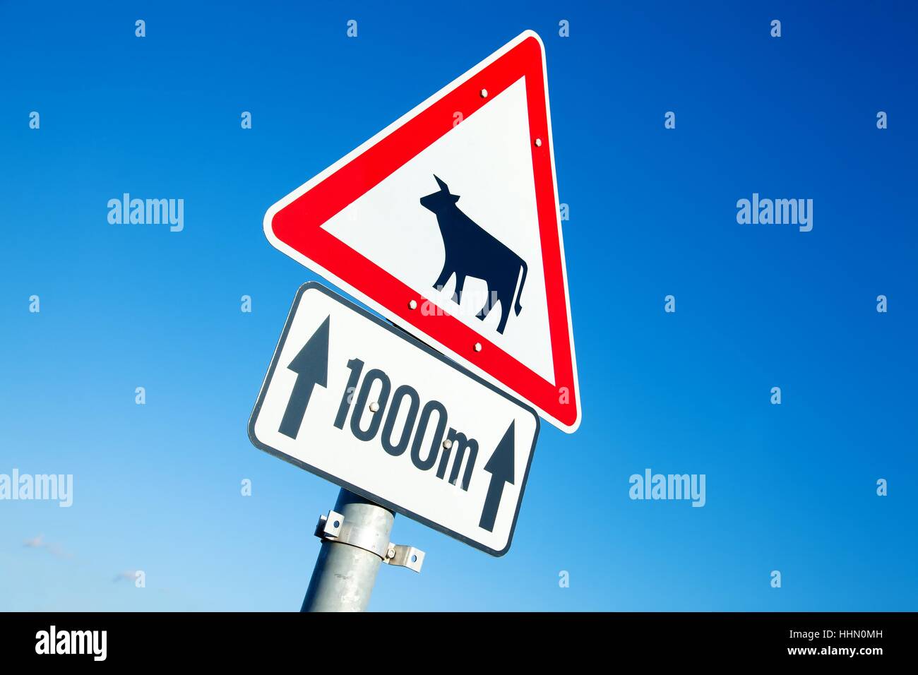 sign, signal, traffic, transportation, cow, warning, road, street, sign ...