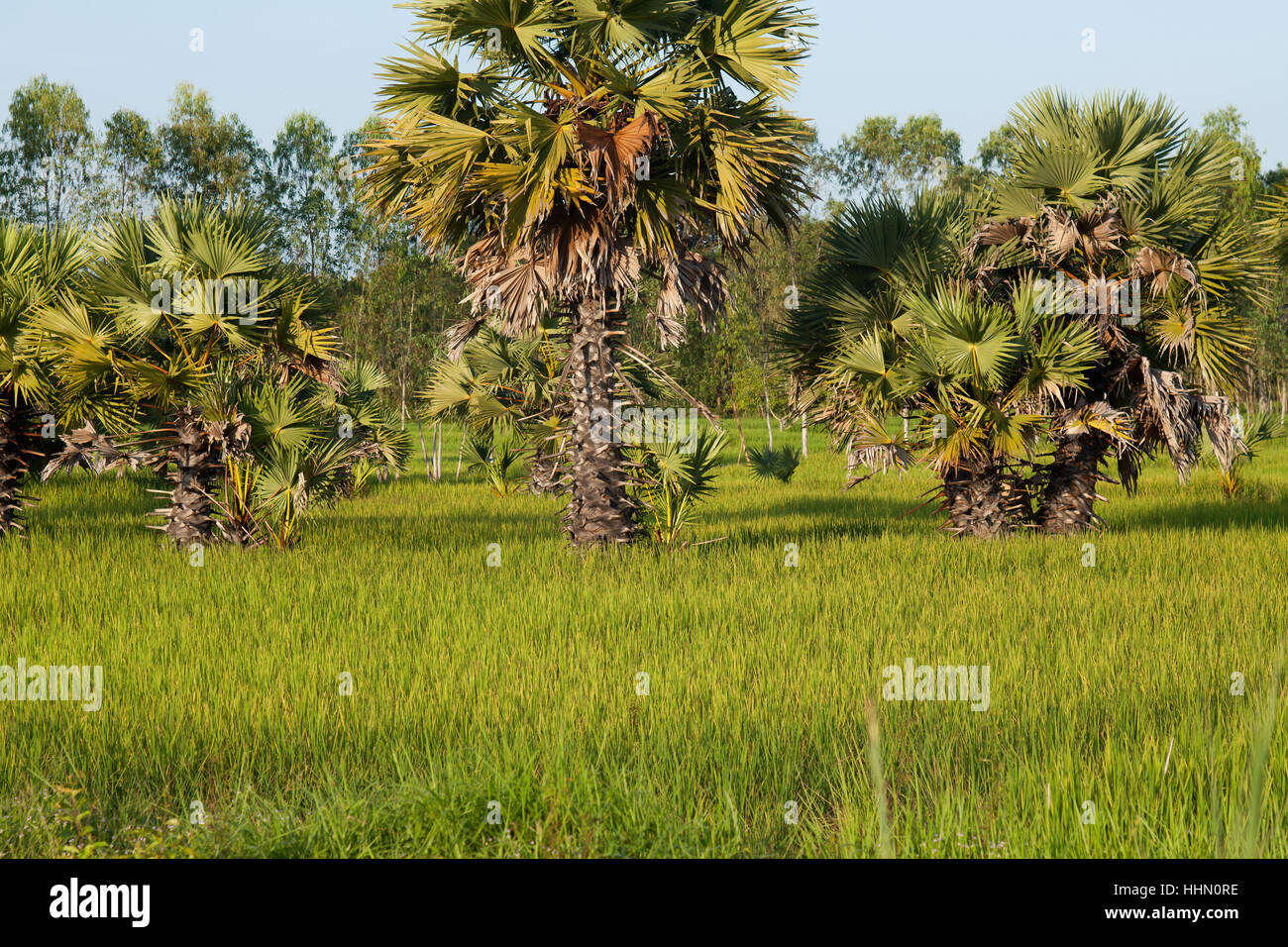 palm tree in rice field Stock Photo - Alamy