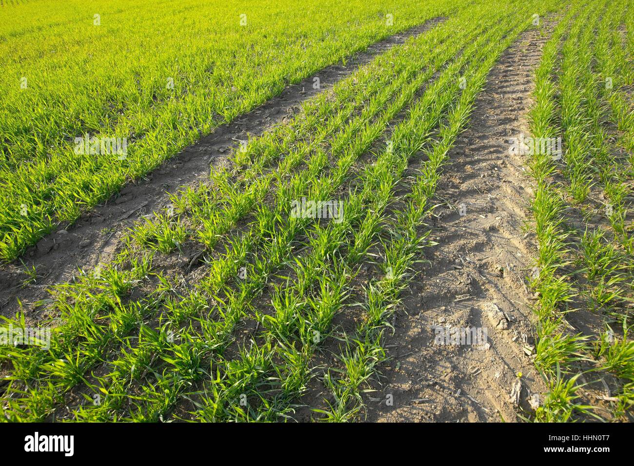 agricultural, agriculture, farming, field, growth, land, grow, realty ...
