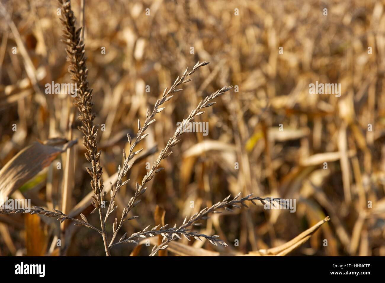 Corn field background Stock Photo - Alamy