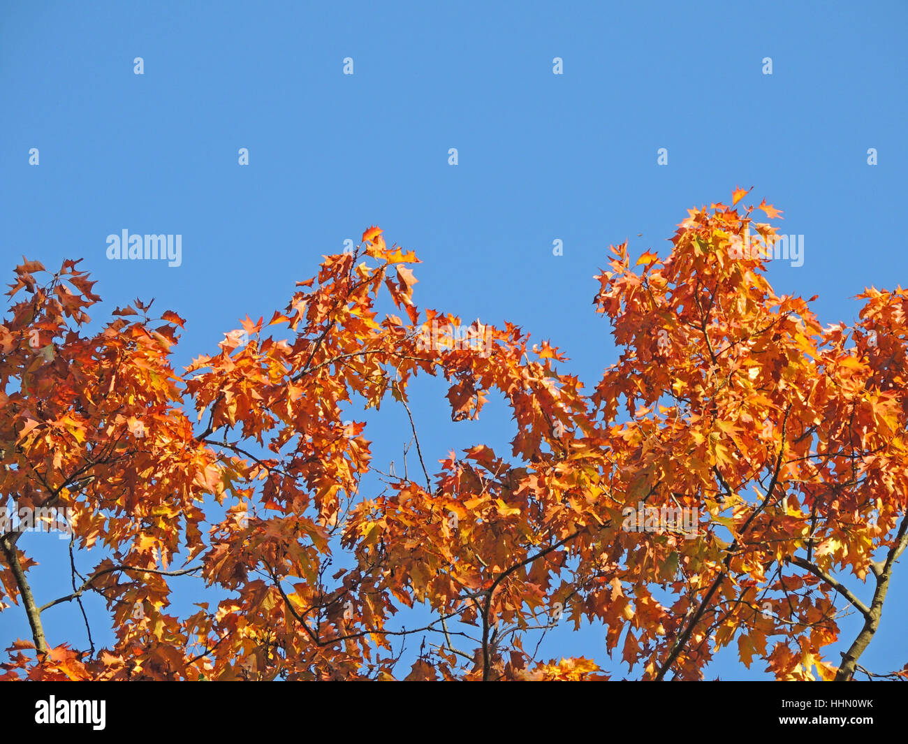 orange, shine, shines, bright, lucent, light, serene, luminous, season ...