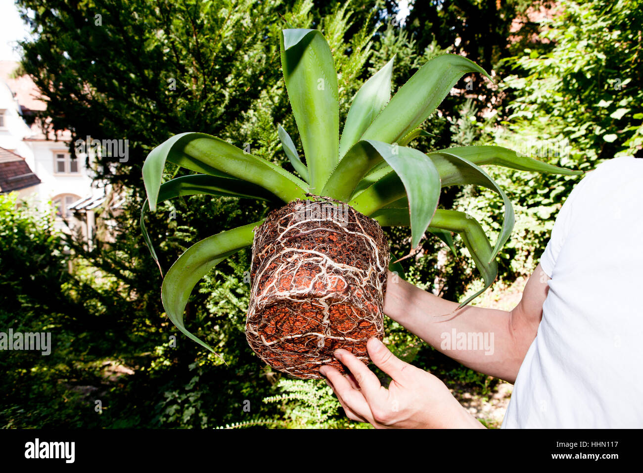gardeners planted aloe vera plant to Stock Photo - Alamy