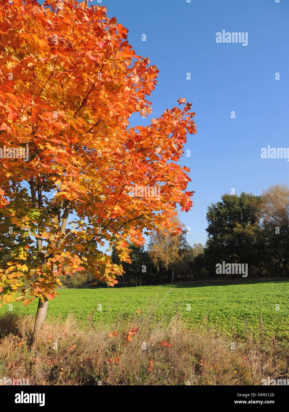 orange, shine, shines, bright, lucent, light, serene, luminous, season ...