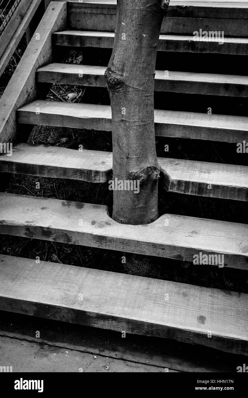 Tree growing out of the step treads of a set of stairs at the Capilano ...