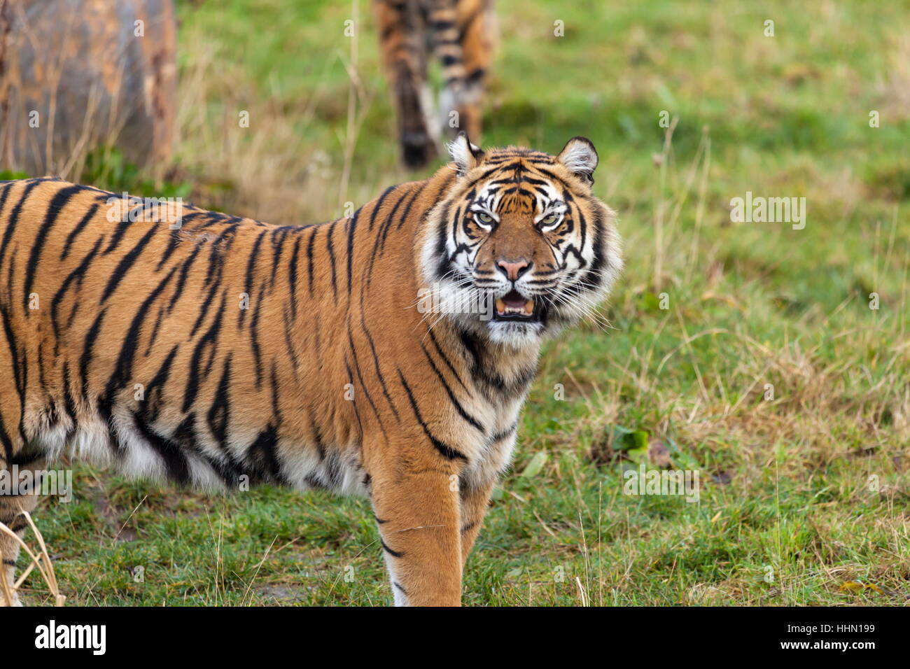 A Sumatran Tiger stares menacingly towards the camera Stock Photo - Alamy
