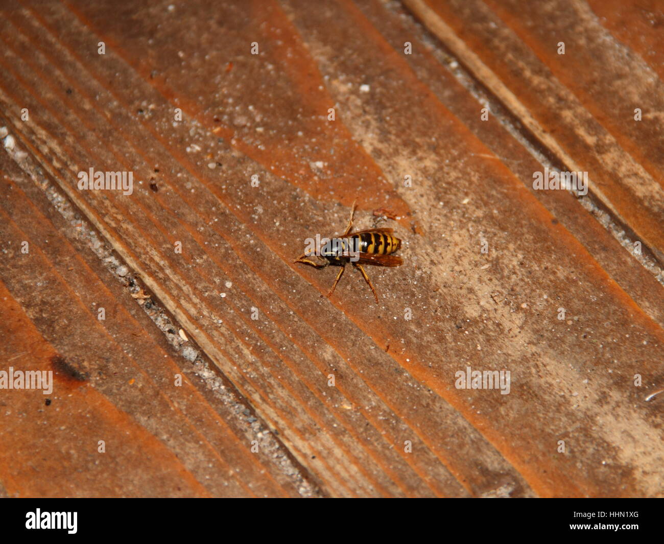 death, insects, wasp, queen, dead, danger, macro, close-up, macro ...
