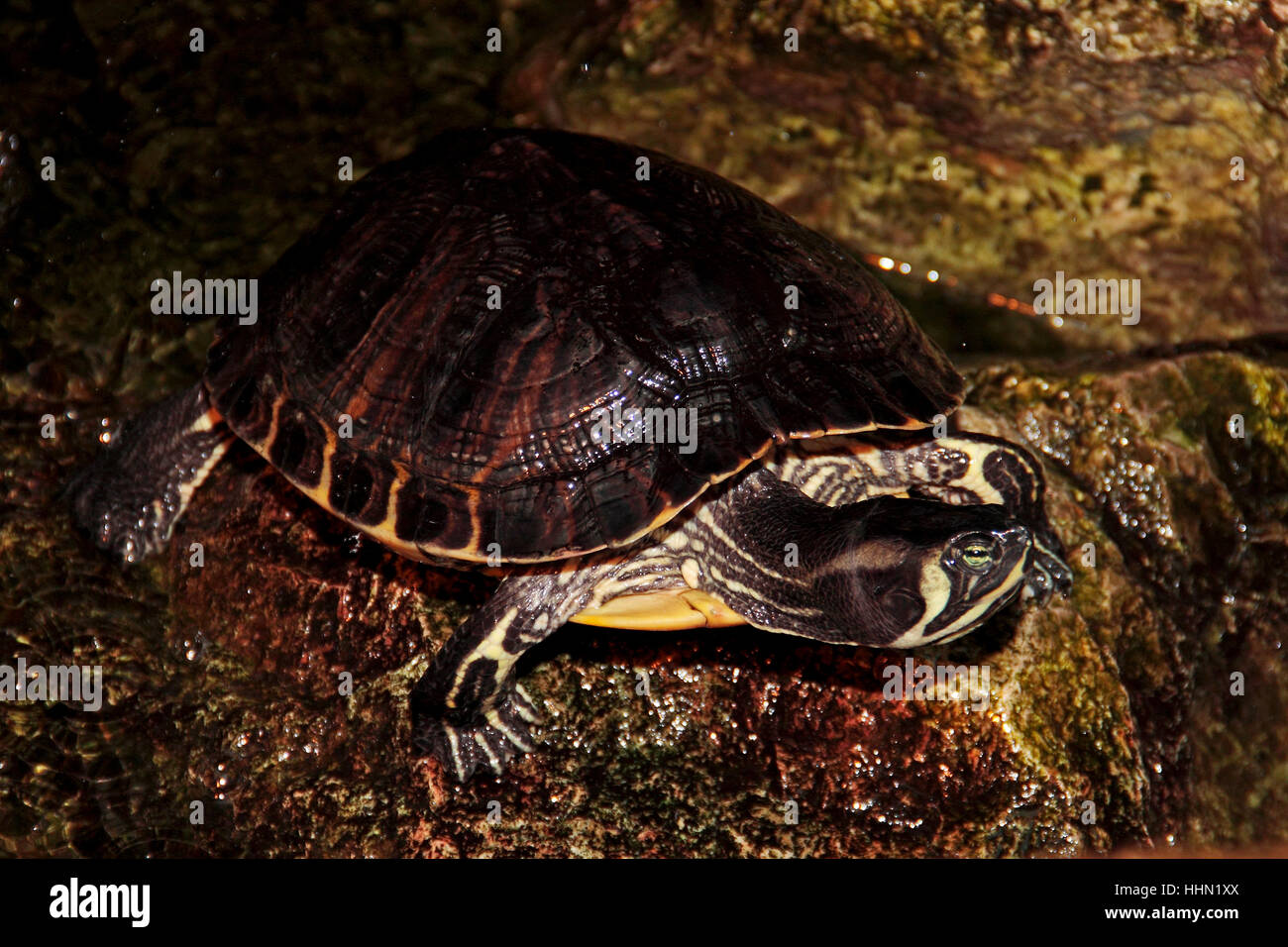 armour, turtle, tortoise, wait, waiting, macro, close-up, macro ...