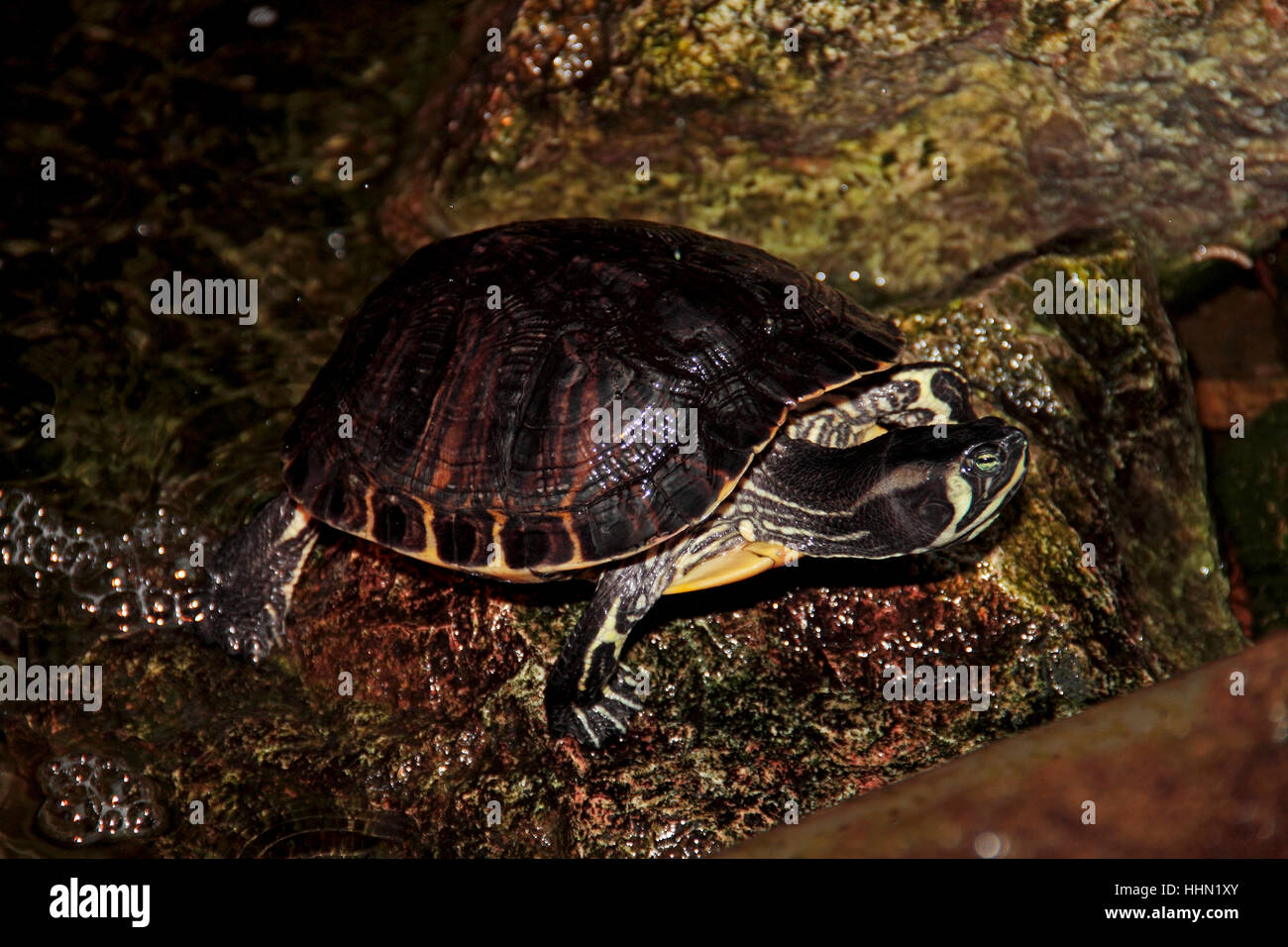 armour, turtle, tortoise, wait, waiting, macro, close-up, macro ...