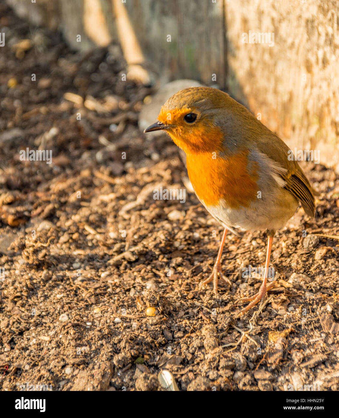 Closeup robin hi-res stock photography and images - Alamy