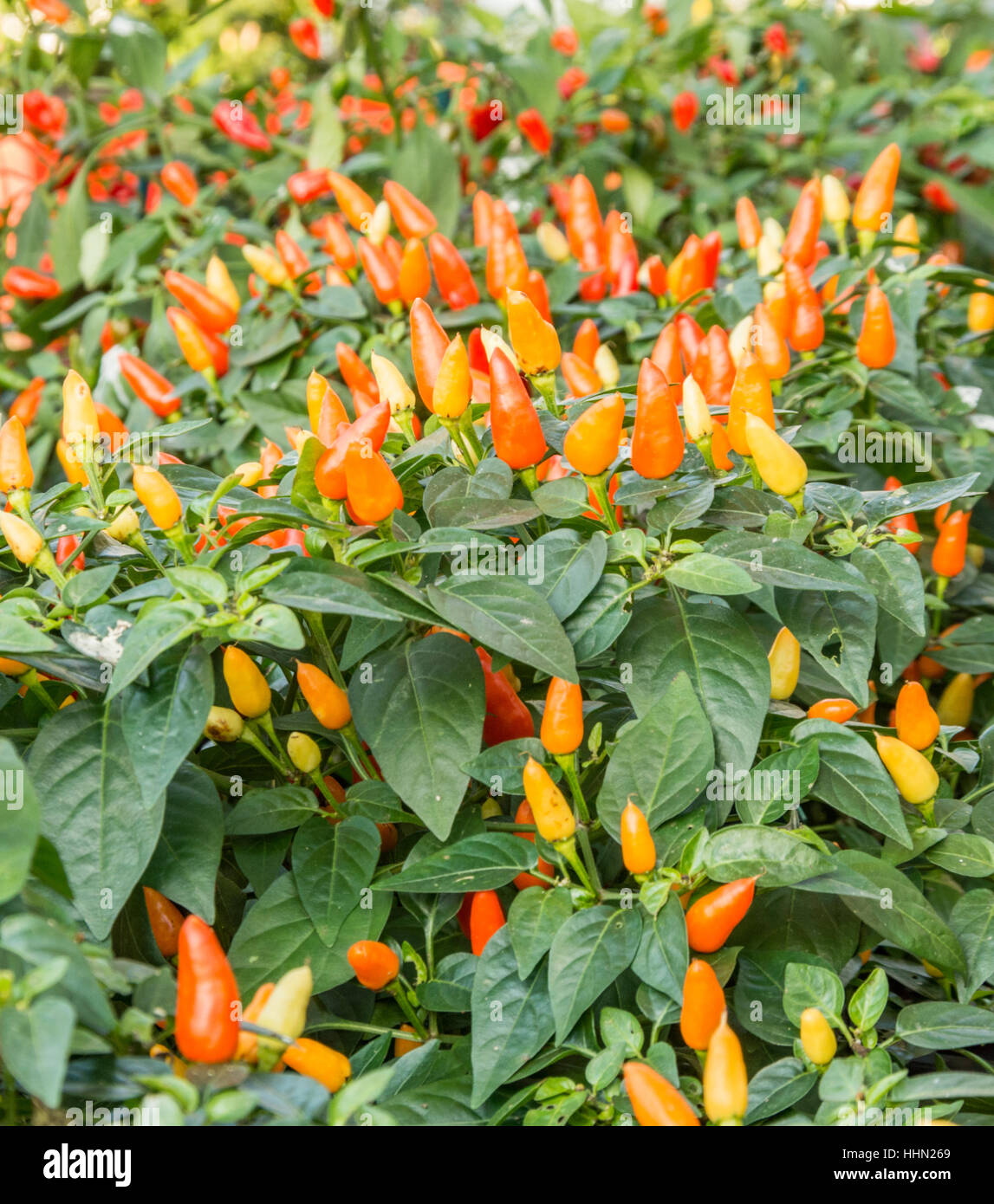 Chilli plant hi-res stock photography and images - Alamy