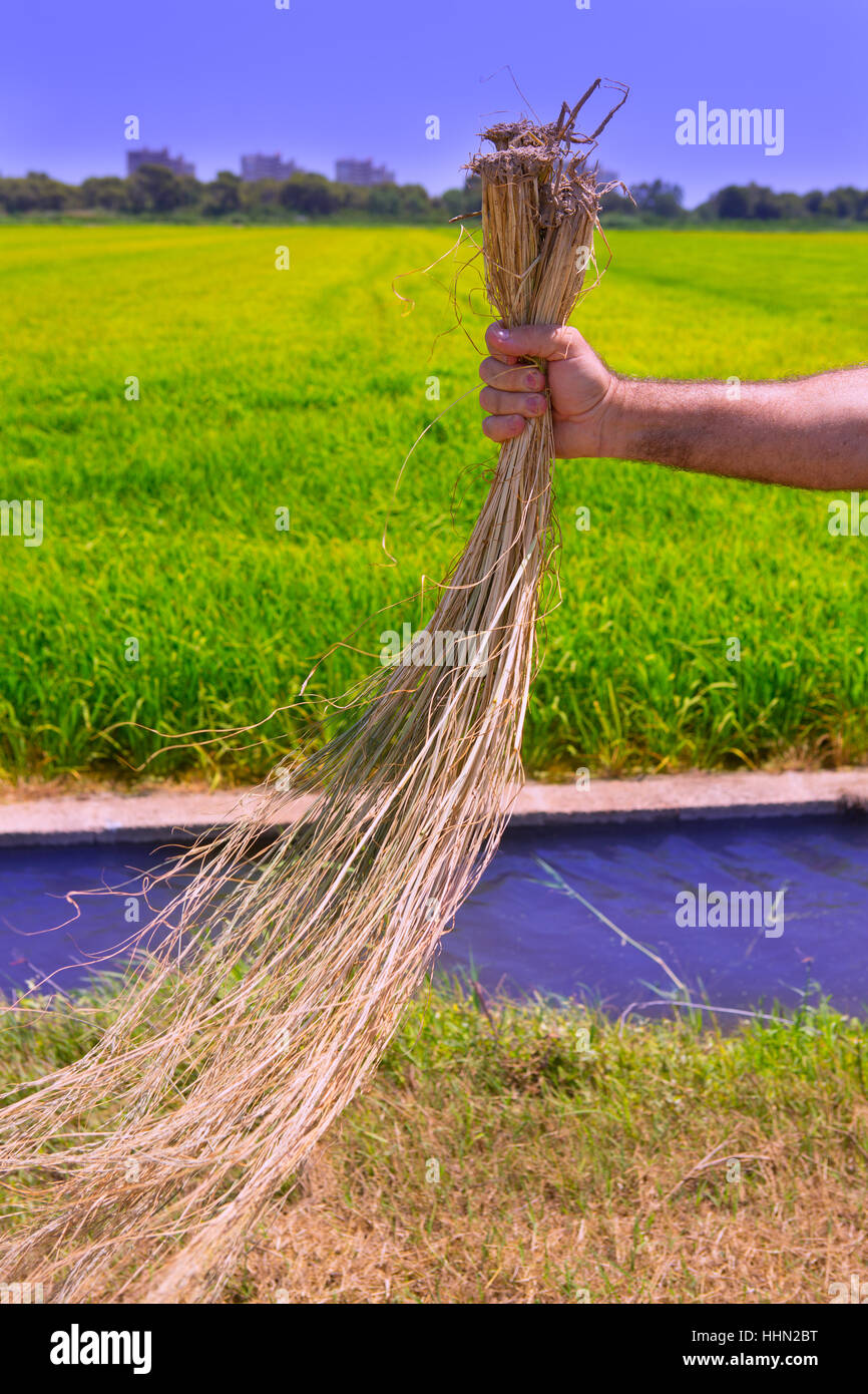 hand, leaf, tools, culture, ground, soil, earth, humus, agriculture ...
