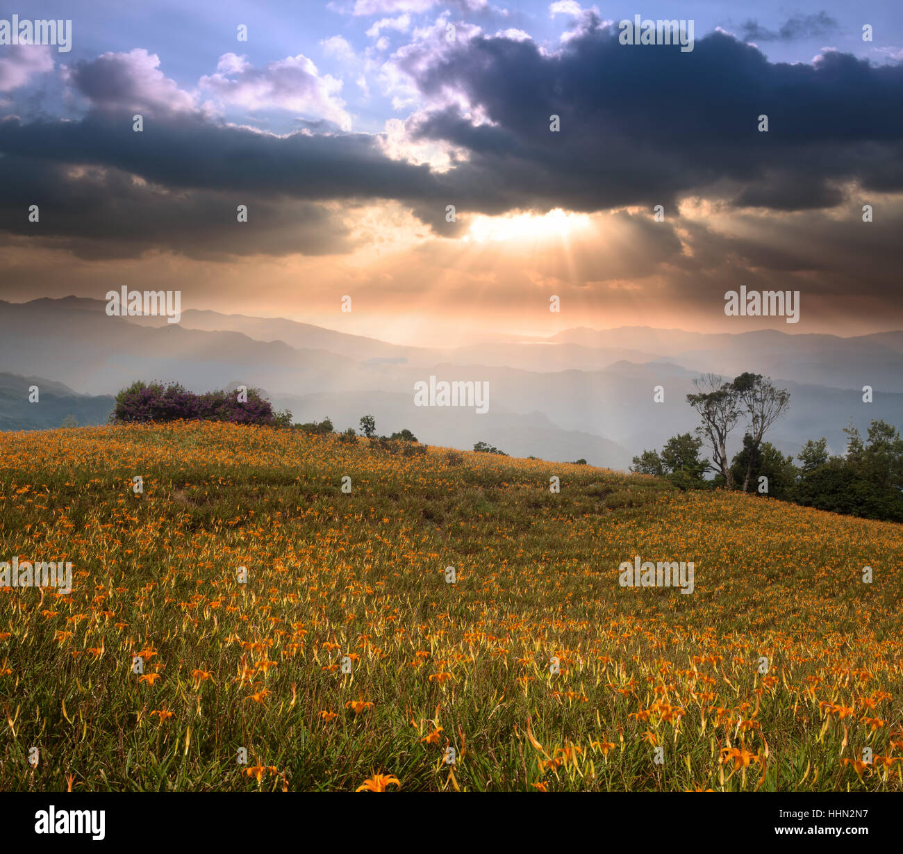 blue, beautiful, beauteously, nice, environment, enviroment, tree ...