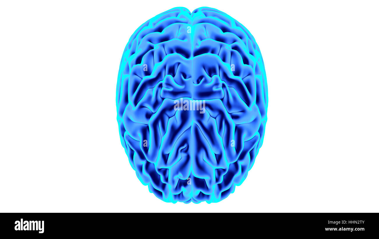 Human brain 3D render Stock Photo - Alamy