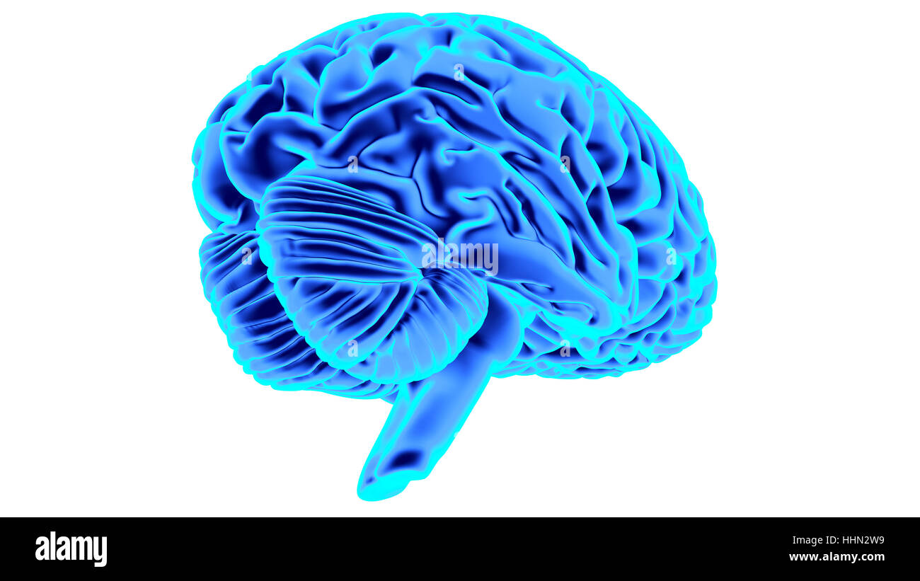 Human brain 3D render Stock Photo - Alamy
