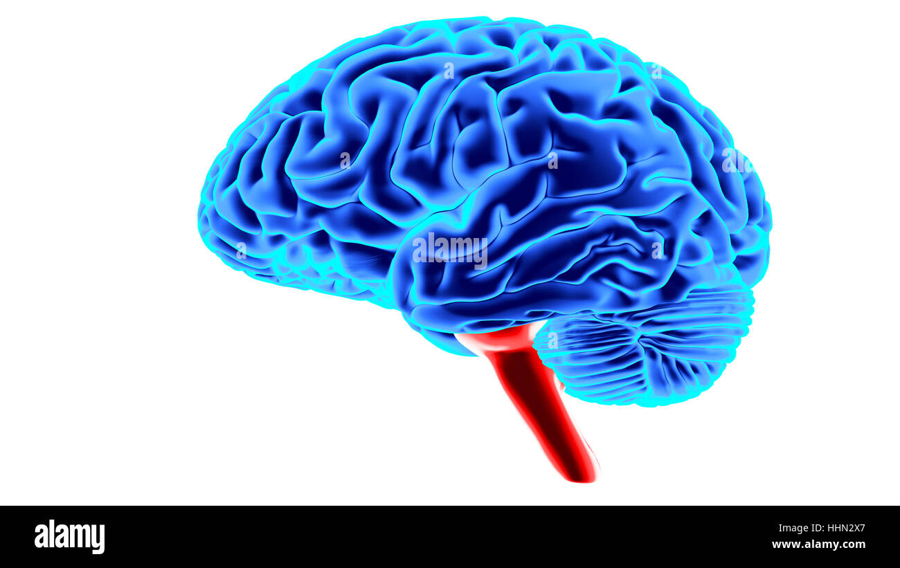 Human brain 3D render Stock Photo - Alamy