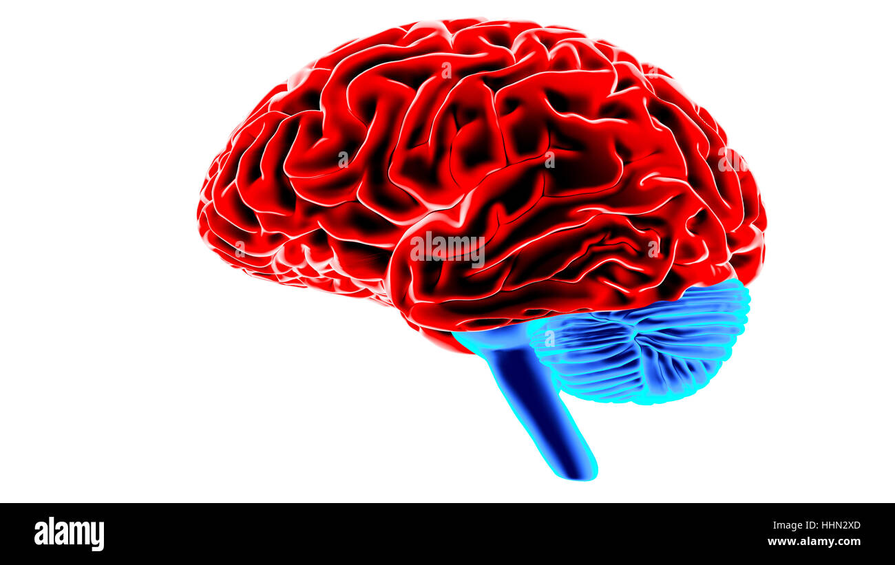 Human brain 3D render Stock Photo - Alamy