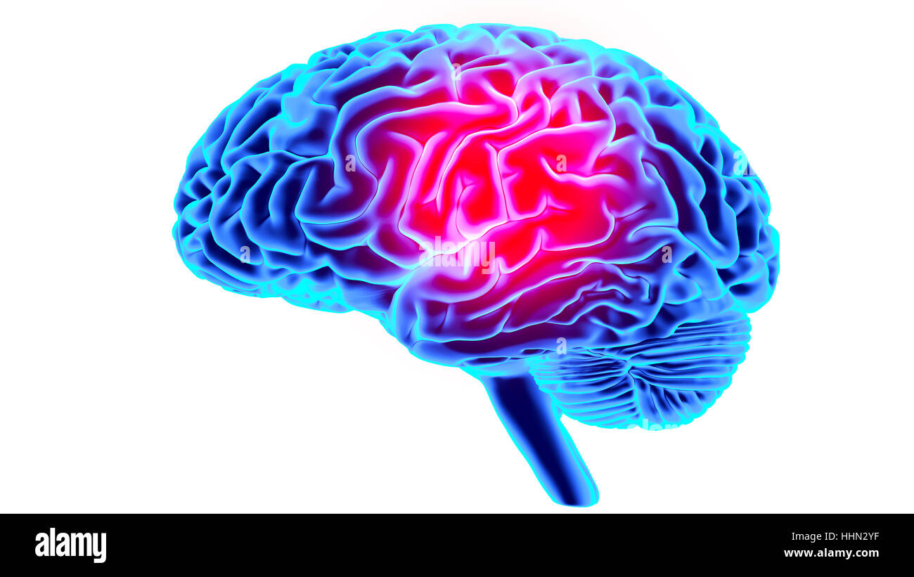 Human brain 3D render Stock Photo - Alamy
