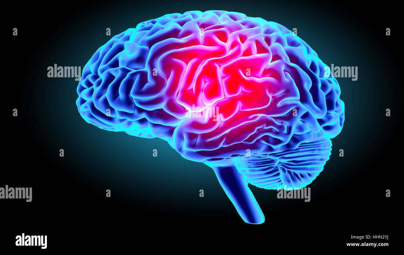 Human brain 3D render Stock Photo - Alamy