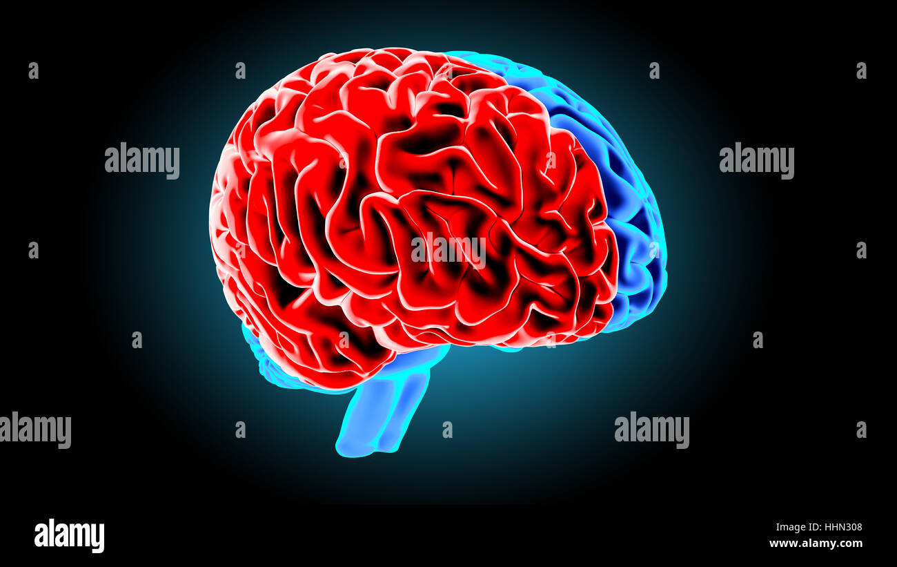 Human brain 3D render Stock Photo - Alamy