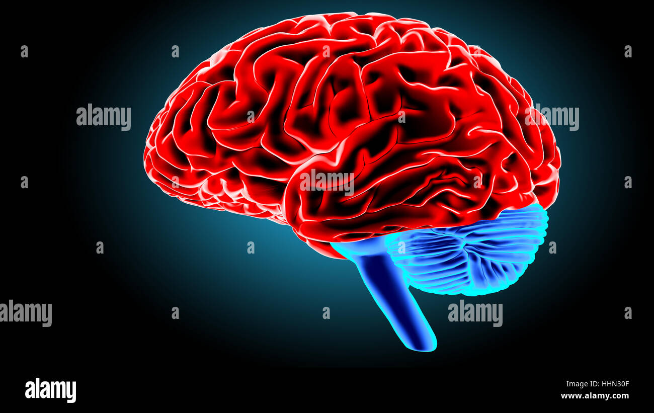 Human brain 3D render Stock Photo - Alamy