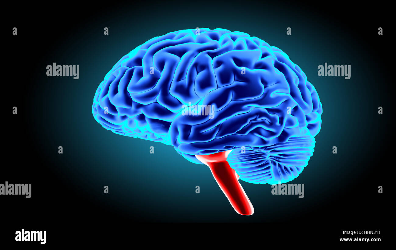 Human brain 3D render Stock Photo - Alamy