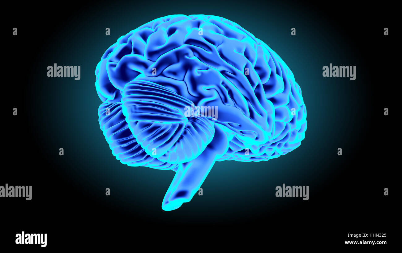 Human brain 3D render Stock Photo - Alamy